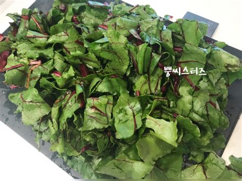 뿌리채소 비트 활용방법