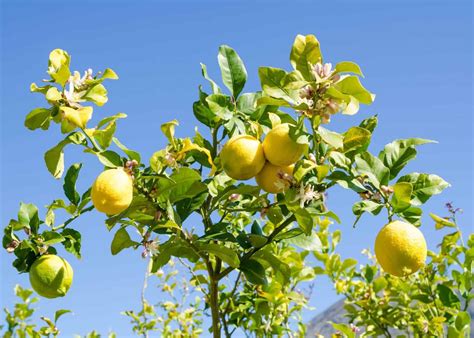 How Much Water Does A Lemon Tree Need 🍋 💧 Quenching Its Thirst The