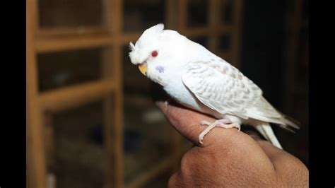 Fallow Crested Hagoromo Budgies Cage Breeding Progress Youtube