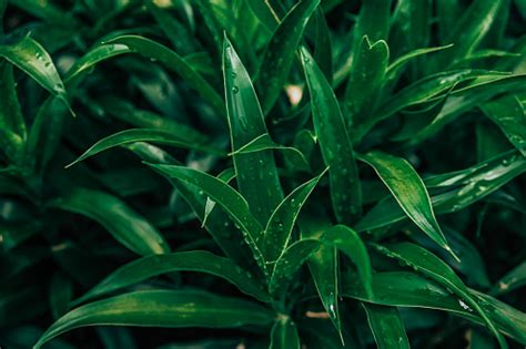 아름 다운 길쭉한 모양으로 나뭇잎추상 녹색 잎 질감 자연 배경 0명에 대한 스톡 사진 및 기타 이미지 0명 개념 검은색 Istock