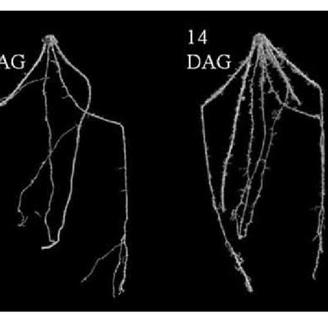 Establishment Of The Architecture Of A Soil Grown Pearl Millet Root