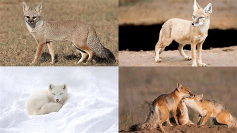 Types Of Foxes Photos Chart Of 23 Different Types Of Foxes Quqk