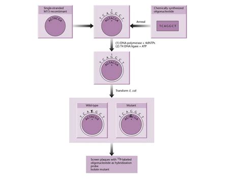 Ppt Classical Genetics Powerpoint Presentation Free Download Id 4349007
