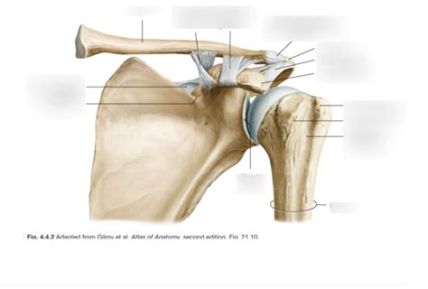 Acromioclavicular Joint Lab 4 Diagram Quizlet