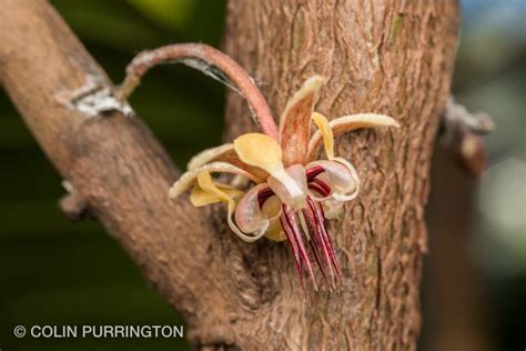 Theobroma Cacao Flower Colin Purringtons Blog