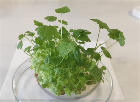 Primocane Raspberry Varieties Raspberry Canes Joan J Primocanes 5