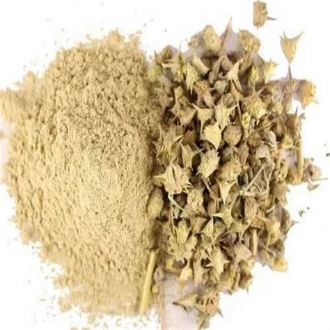 Tribulus Terrestris Extract At ₹ 650 Kilogram Yamuna Vihar New