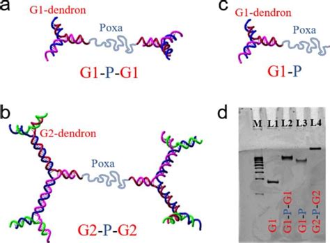 Self Assembling Cluster Crystals From Dna Based Dendritic Nanostructures Lifeboat News The Blog