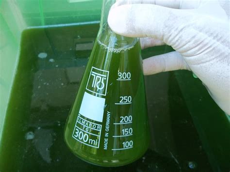Nutrient Data For Spirulina Spirulina Nutrient Aquaponics