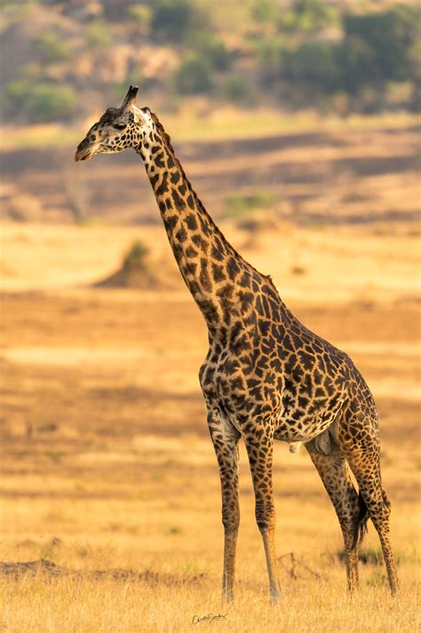 Northern Giraffe With Long Neck