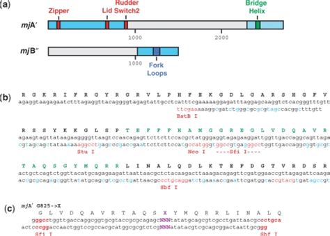 Redesign Of The Bacterial Expression Vectors A Schematic Diagram Of Download Scientific