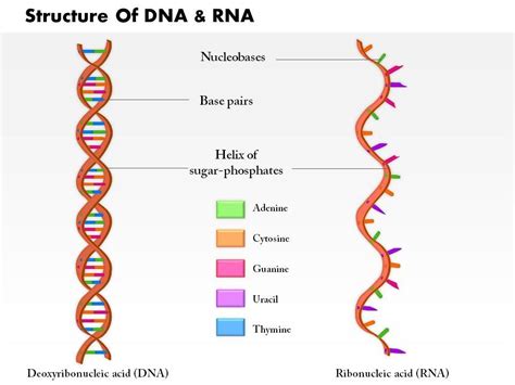 Structure DNA And RNA Molecule Medical Images For Powerpoint PowerPoint Presentation