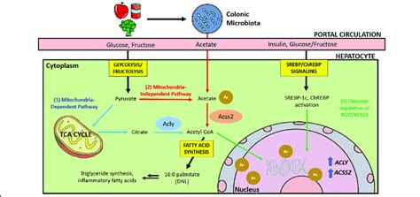 Acly And Acss2 Mediated Production Of Lipogenic Acetyl Coa For Dnl