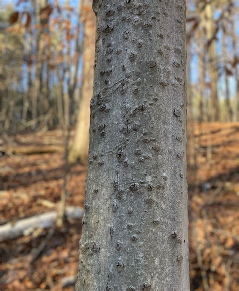 My Woodlot Beech Bark Disease In The Catskills