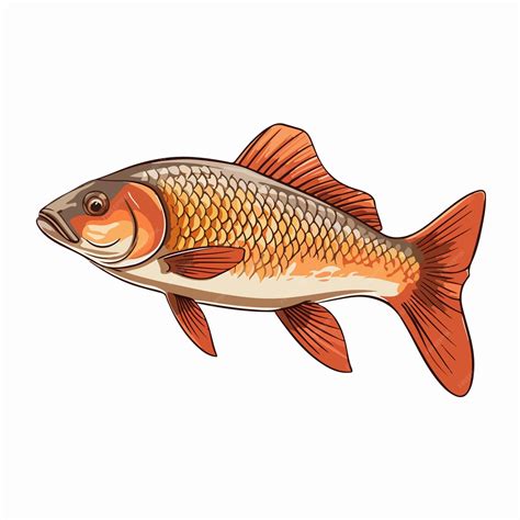 Realistic Carp Sketch Vector Illustration Isolated On White Background