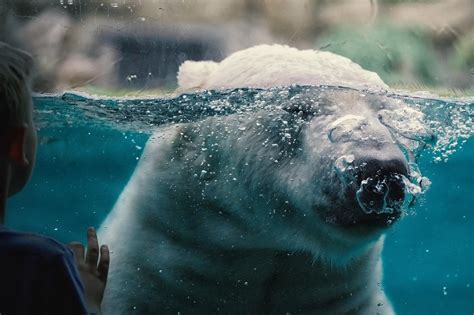 Polar Bear Glacier Sea Free Photo On Pixabay