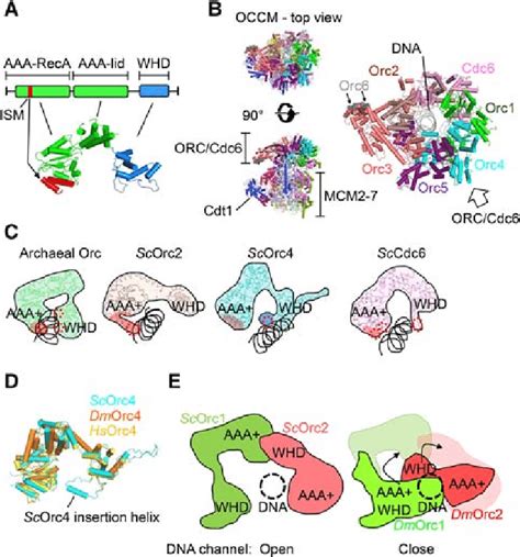 Origin Recognition A The Domain And Structural Organization Of Orc