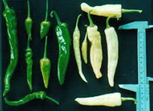 The Types Of Chili Available In Guatemala Spanish Academy Antiguena