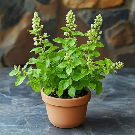 Tulsi Plant The Holy Basil Plant Often Worshipped And Adorned During