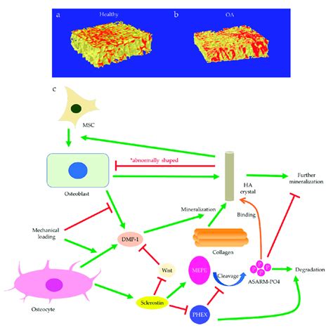 The Representative Micro Ct Images Show The Microstructure Of Download Scientific Diagram