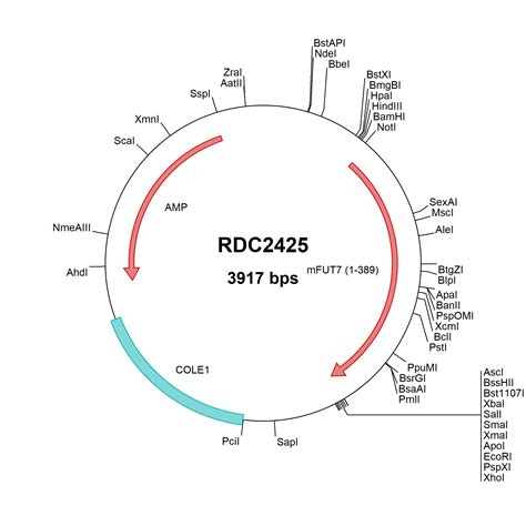 Mouse Fucosyltransferase 7 Np001170837 Versaclone Cdna Rdc2425 Randd