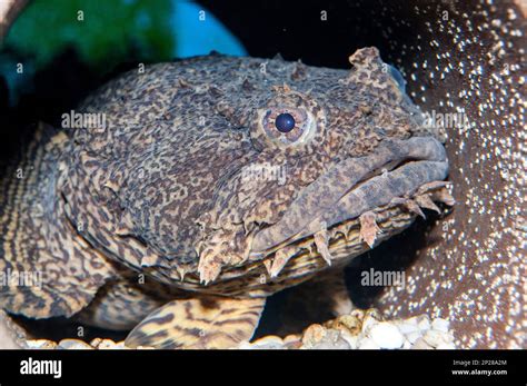Oyster Toadfish Oyster Toadfish Opsanus Tau Joel Sartore