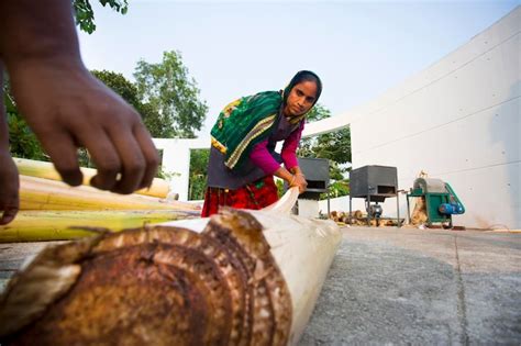 Premium Photo Two Women Workers Are Removing The Bark From The Trunk Of A Banana Tree To Make