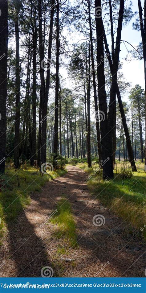 Path In The Middle Of The Trees Stock Image Image Of Clearings Wild