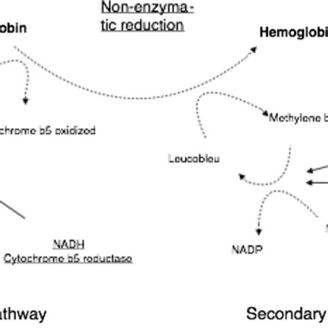 Pathways Of Methemoglobin Reduction [10] Nad Nicotinamide Adenine Download Scientific Diagram