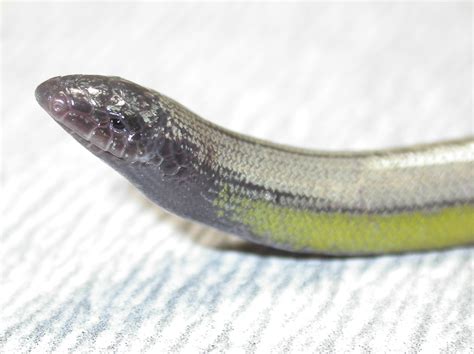 Are Legless Lizards Reptiles