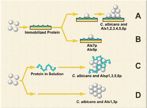 The Adhesion Aggregate Phenotypes Are Adhesion Followed By