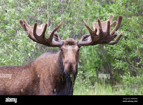 Male Moose Alces Alces With Large Velvety Antlers Eating Aquatic