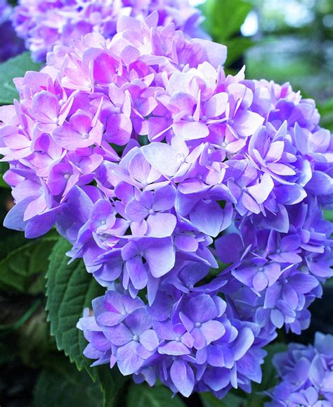 Violet Hydrangea Photograph By Lizzy Douglas Pixels