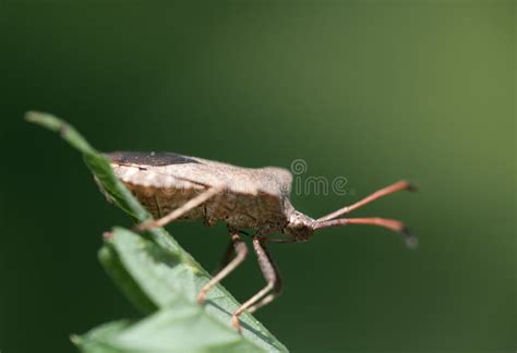Close Up Side View Of A Brown Leaf Bug Sitting On A Leaf The