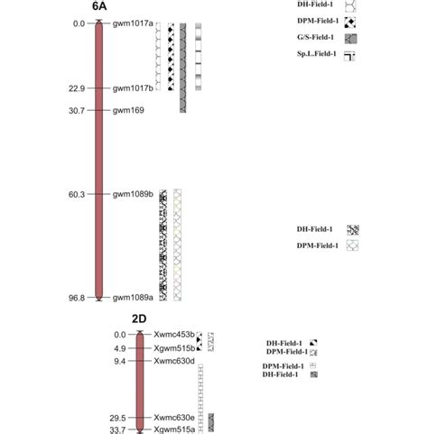 Clustering Of Qtls For The 84 Dhs Population Im Interval Mapping