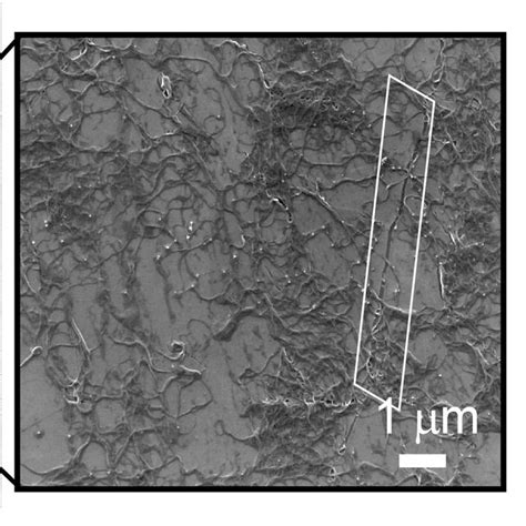 A Typical Sem Image Of Grapheneswnt Films Showing Swnt Networks Download Scientific Diagram