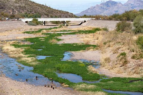 Photos Santa Cruz River In Tucson February 2021 The Water Desk