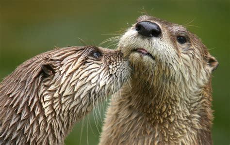 River Otter Northwest Wildlife Preservation Society