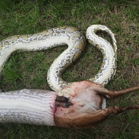 The Biggest Python In The World