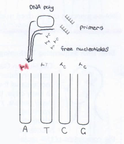 13 Sequencing Flashcards Quizlet