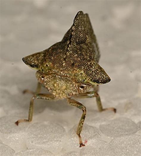Treehopper Bugguidenet