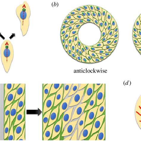 In Vitro Cell Chirality Systems A Polarized Single Cells Exhibit Download Scientific Diagram