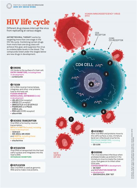 Hiv Life Cycle Diagram The Hiv Life Cycle Zyyyky