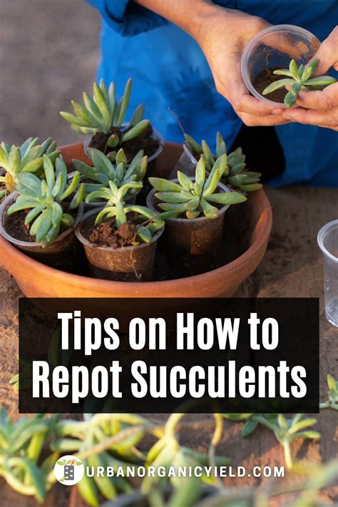 Repotting Succulents How To Succulent Garden Diy Succulent Gardening