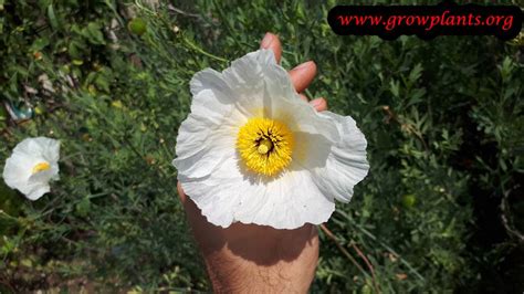 Romneya Coulteri How To Grow And Care