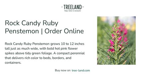 Rock Candy Ruby Penstemon Order Online Treeland Nursery