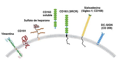 La Evolución Del Virus Prrs Tipo 1 Explicada Por El Dr Hans Nauwynck