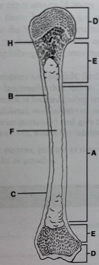Label The Structures Of A Bone Diagram Quizlet