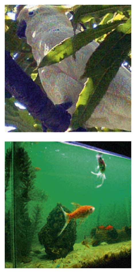 Visualization Of Randomly Selected Clean Images And Corresponding Download Scientific Diagram