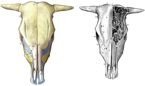 Skeletonof Head Dorsal Surface Diagram Quizlet